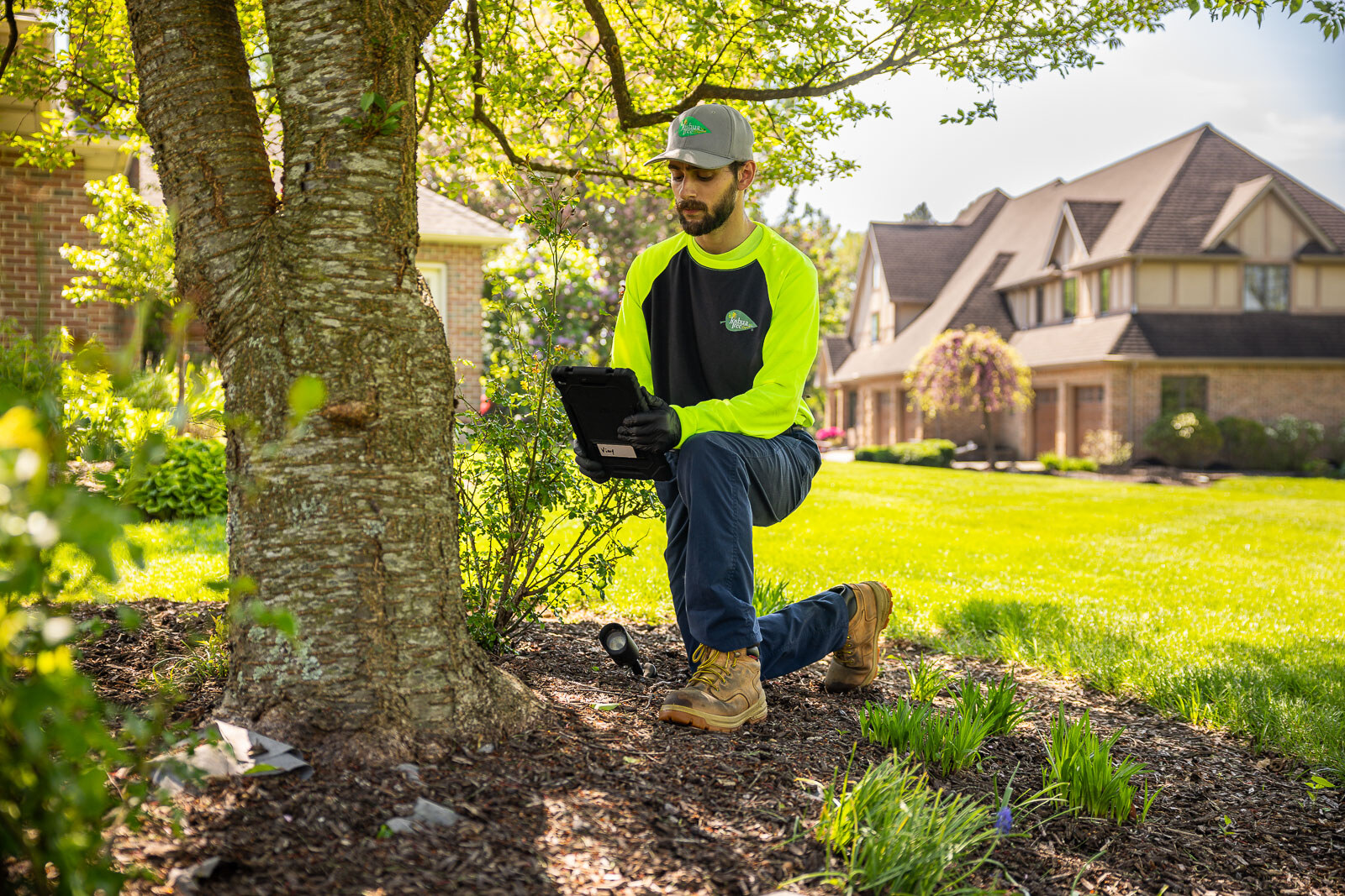 Tree Fertilization: Costs, Methods, and the Benefits of Professional ...